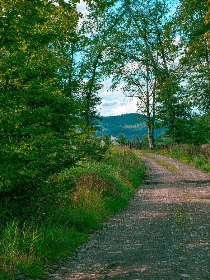 A Path through a Forest in Nice Weather Stock Photo - Image of foliage ...