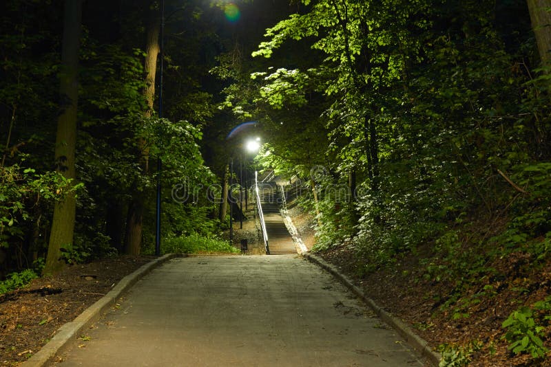Path in the Forest at Night Stock Photo - Image of lantern, trees ...