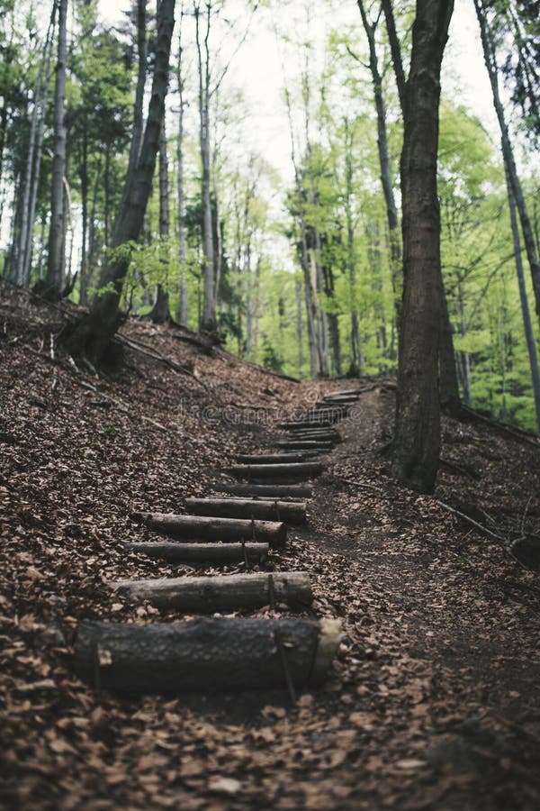 Path in the Forest with No People. Beautiful Spring Season in the ...