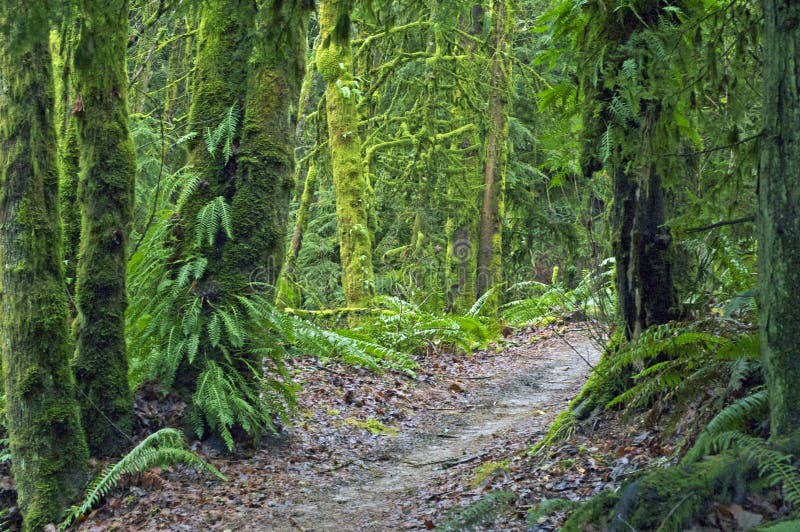 A path through the forest stock image. Image of oregon - 45736555