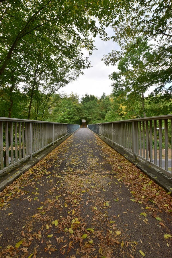 Path in the forest stock photo. Image of plant, angle - 67757506