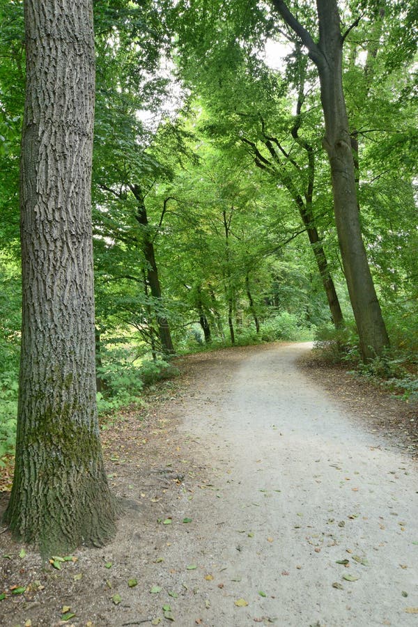 Path in the forest stock photo. Image of park, trail - 67758402