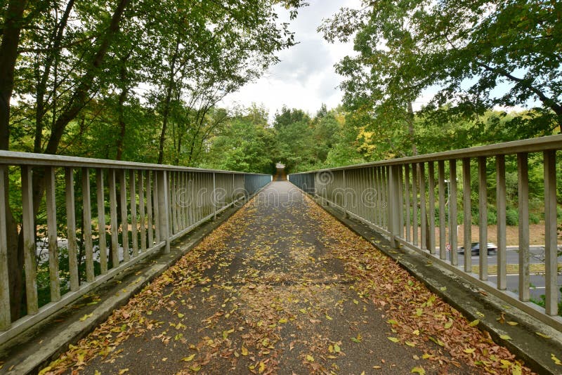 Path in the forest stock photo. Image of summer, leaf - 67772288