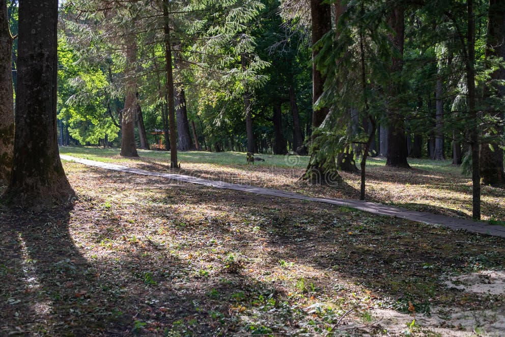 A Path in a Forest Park in Sunny Weather in the Evening with Trees ...