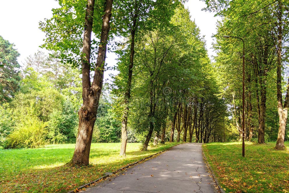 Path in the Forest or Park. Tree Alley Stock Image - Image of scene ...