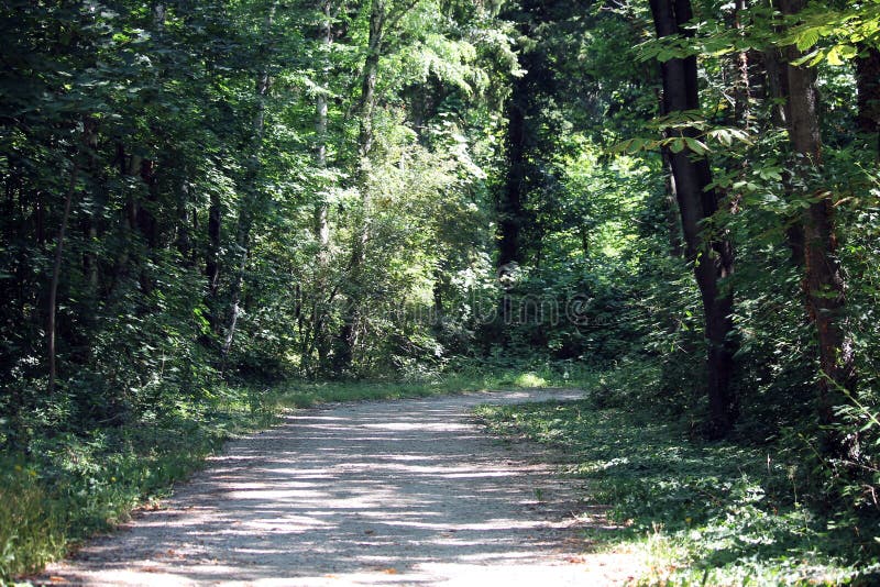Path through the woods stock photo. Image of wood, bright - 39572146