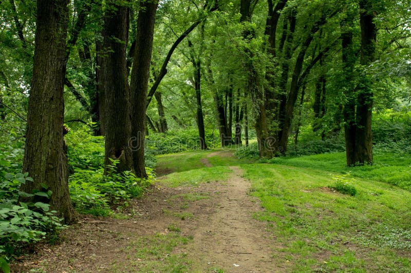 Path through the Forest stock photo. Image of trees - 101214744