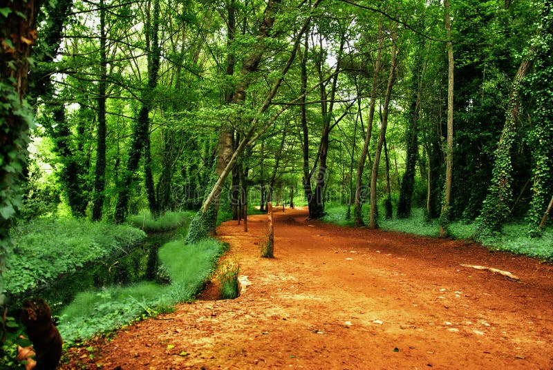 Path within a forest stock photo. Image of scenic, orange - 31004222