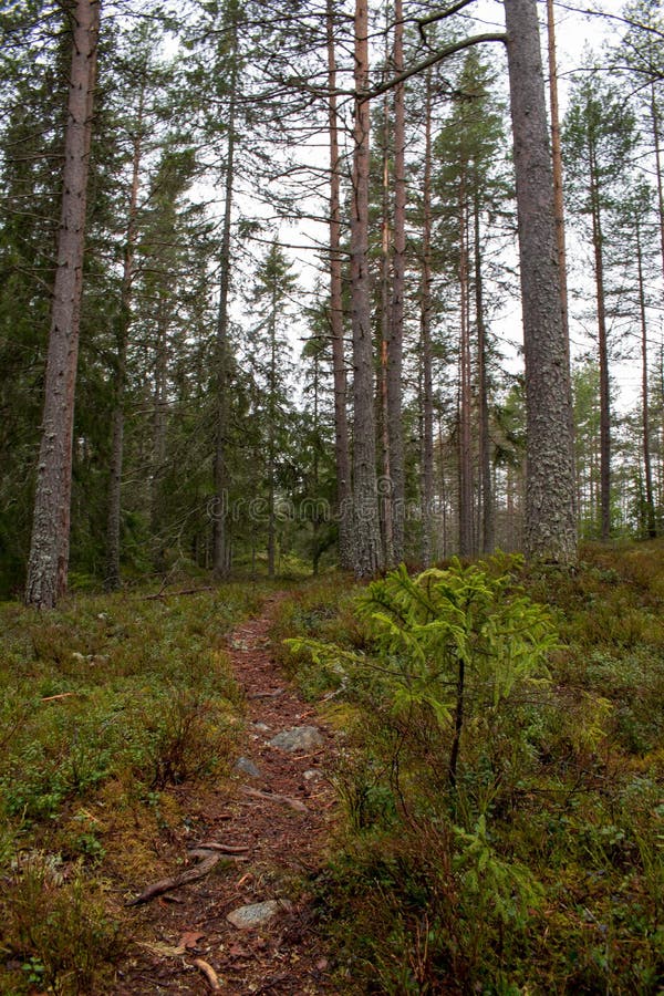 Path in the Forest with Pine Trees Around Stock Image - Image of larch ...