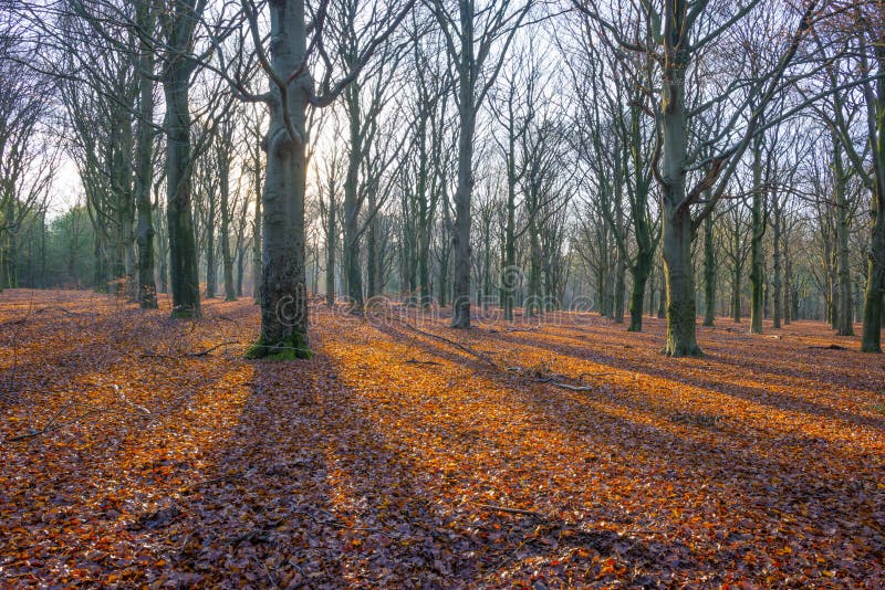 Path in a Forest with Pines and Beeches in Sunlight Stock Image - Image ...