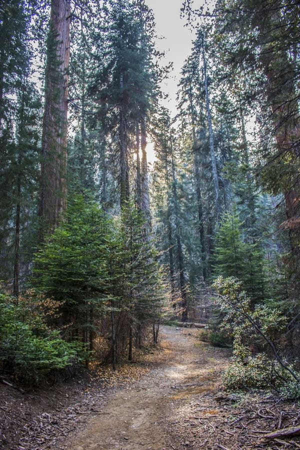 Path through Fall Forest To Bench with Pine Dogwood and Redwood Stock ...
