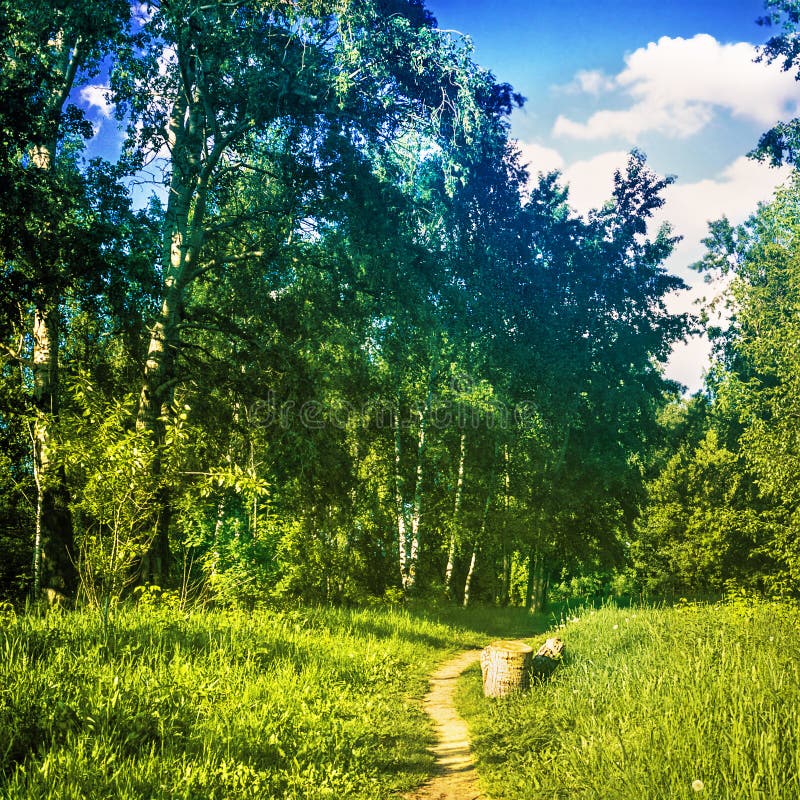 Path in the forest stock image. Image of blue, space - 119752107