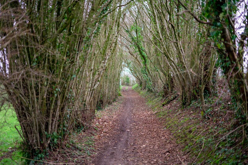Path in the Forest Bet.ween Rows of Bushes in the Countryside. Autumn ...