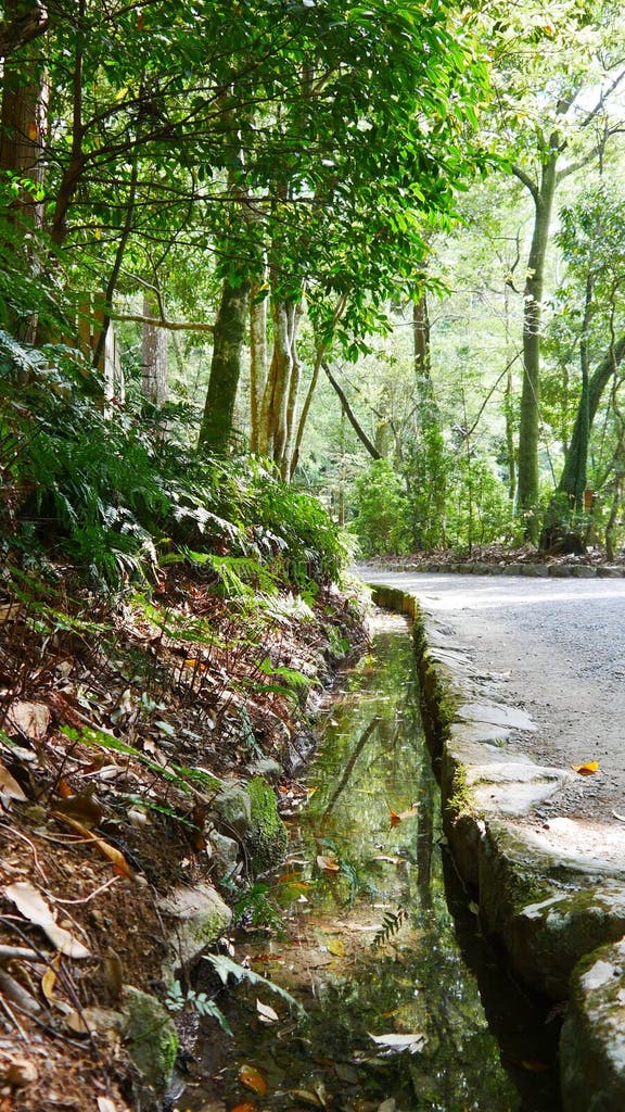 A Path through the Forest of the Sacred Sanctuary, with Spring Sunlight ...