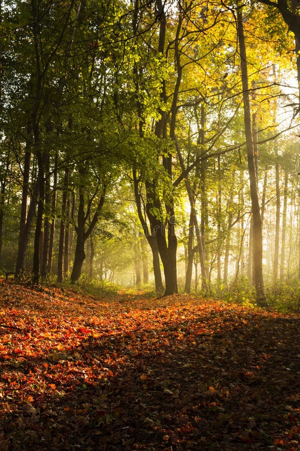 193 Few Dark Silhouettes Stock Photos - Free & Royalty-Free Stock ...