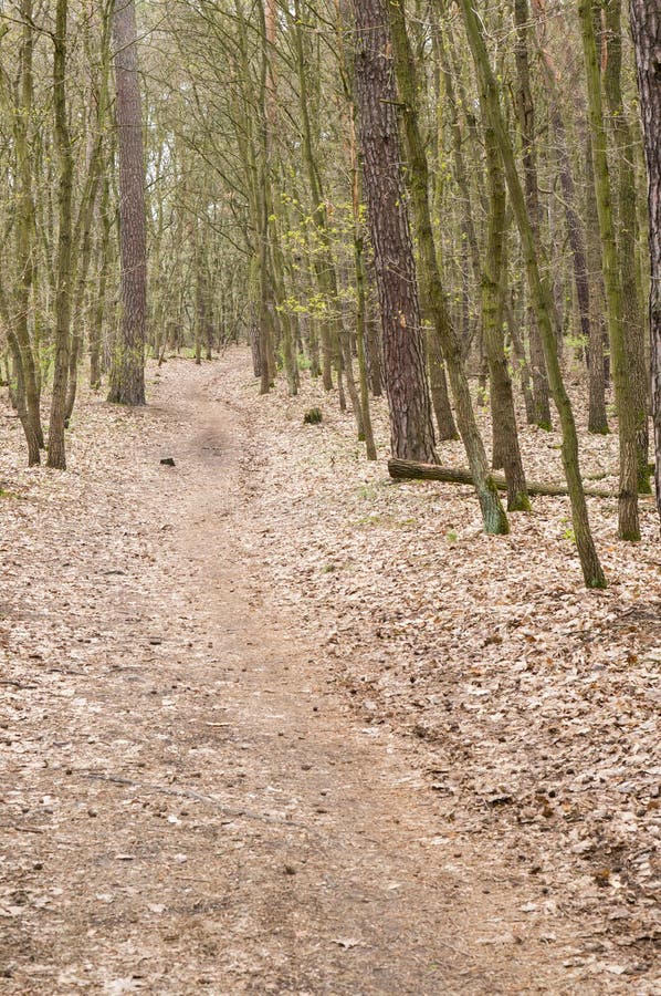 Path through forest stock image. Image of small, path - 30668345