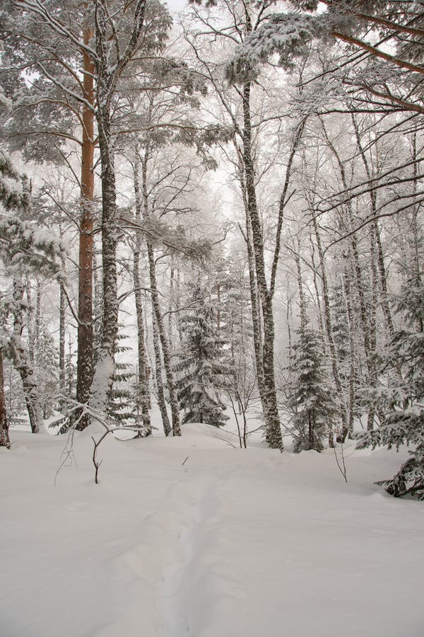 Path in Forest among Snow Trees in Forest Stock Photo - Image of path ...