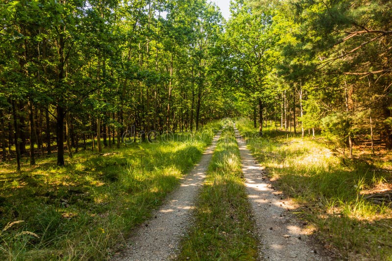 Path in a Forest of Southern Bohemia, Czech Republ Stock Photo - Image ...