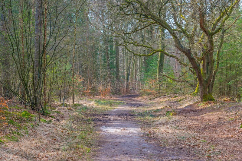 Path through a Forest in Spring Stock Image - Image of bare, trunk ...