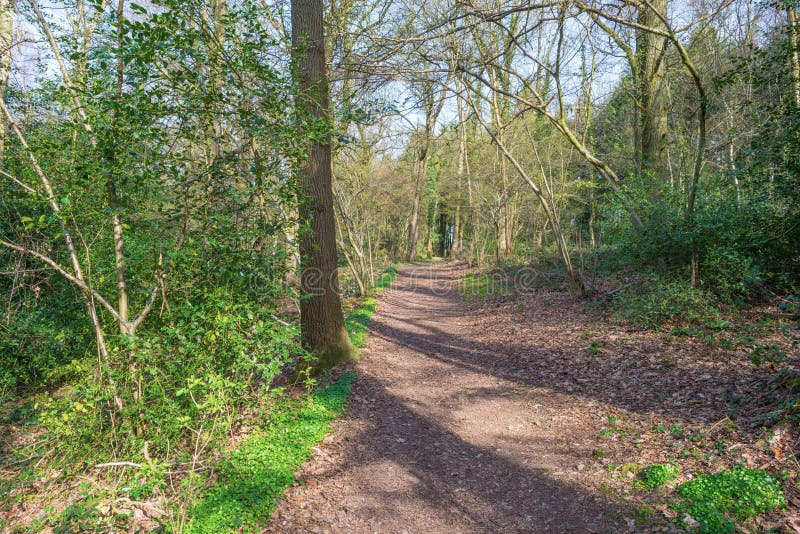 Path through a Forest in Spring Stock Photo - Image of belgium ...