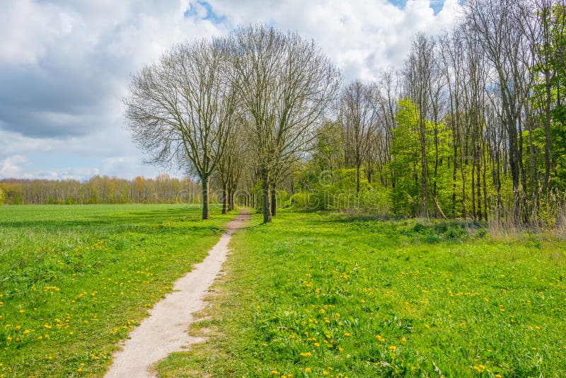 Path through a Forest in Spring Stock Photo - Image of path, almere ...