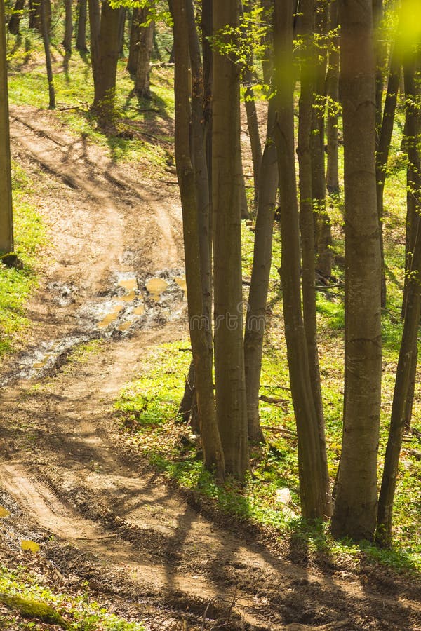 Path in the Forest - Spring Time Stock Photo - Image of leafs, espring ...
