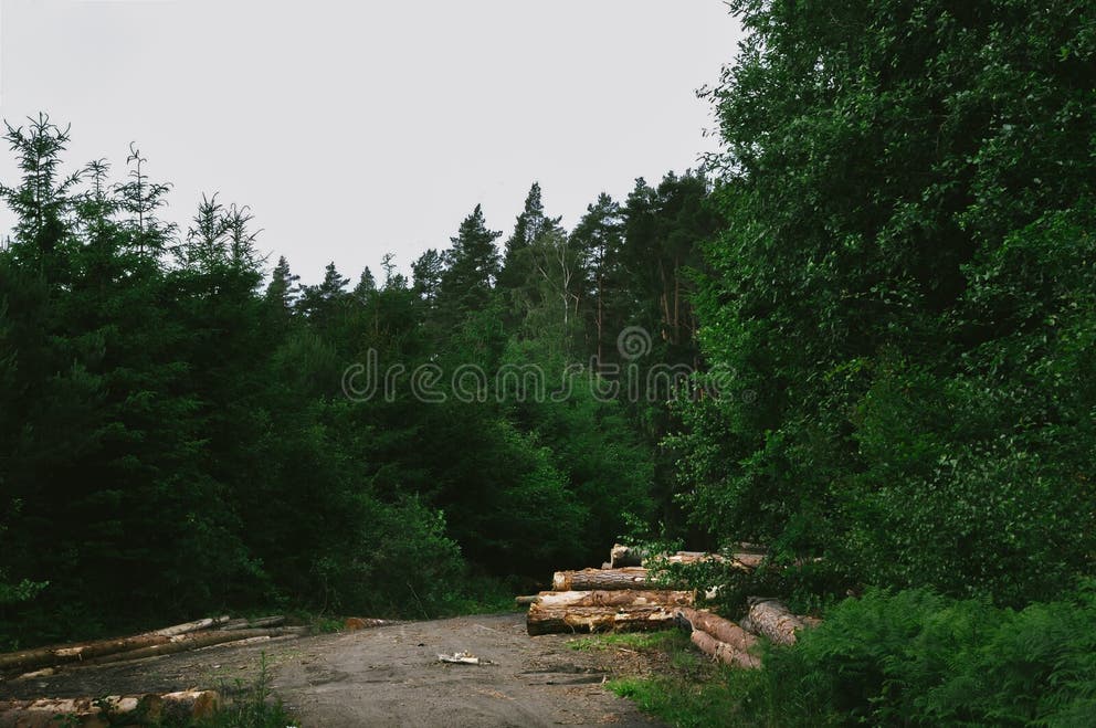 Path in Forest with Stack of Tree Trunk Stock Photo - Image of natural ...