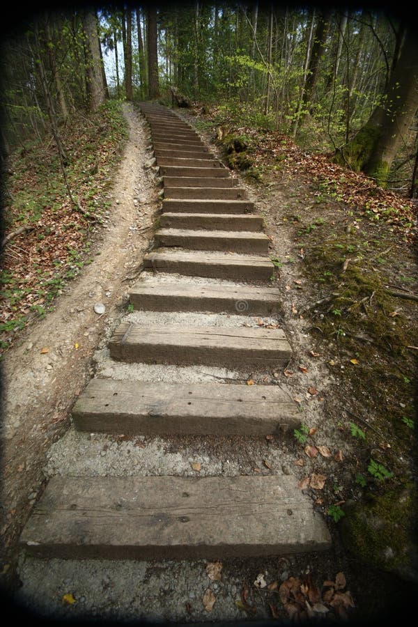 9,431 Path Steps Forest Stock Photos - Free & Royalty-Free Stock Photos ...