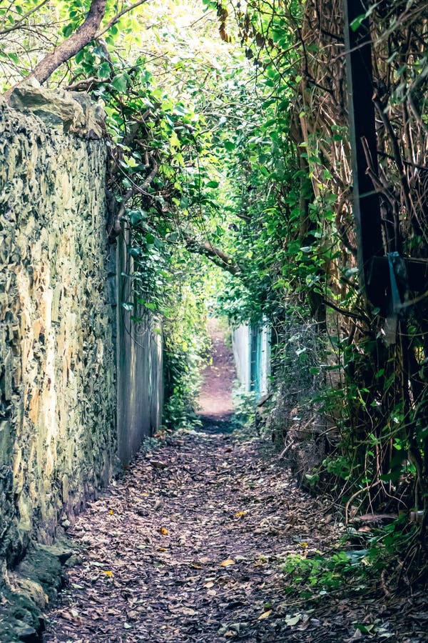 A Path through a Forest with Stone Walls, Surrounded by Trees and ...