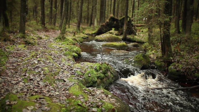 Path by the forest stream stock footage. Video of countryside - 108669868