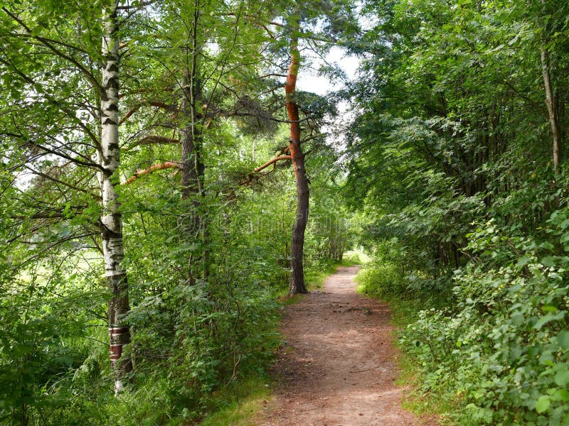 A Path through the Forest Stretching into the Distance. Stock Photo ...