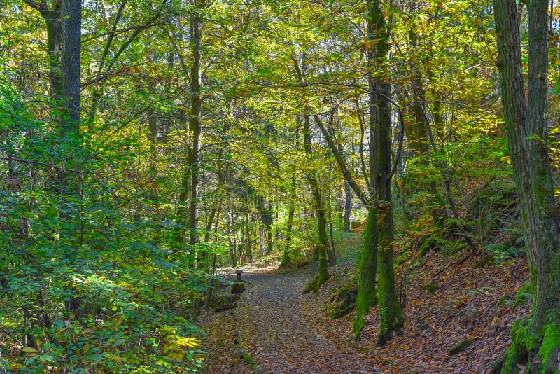 Path through the forest stock image. Image of natural - 88032369
