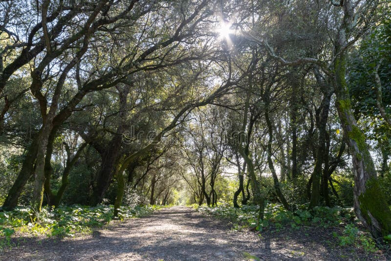 Path in the Forest and the Sun Peaking through the Trees Stock Photo ...