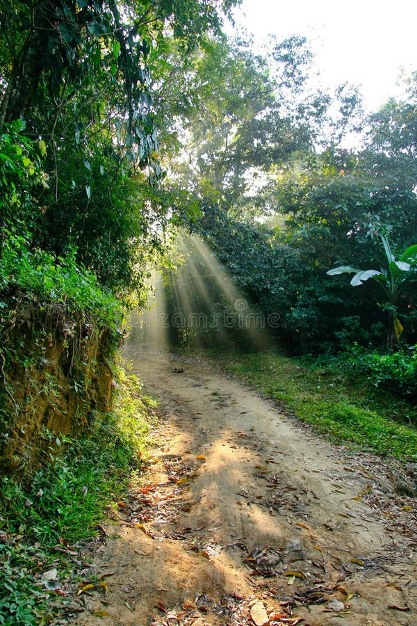 Path in the Forest with Sun Rays Filtering Stock Image - Image of ...