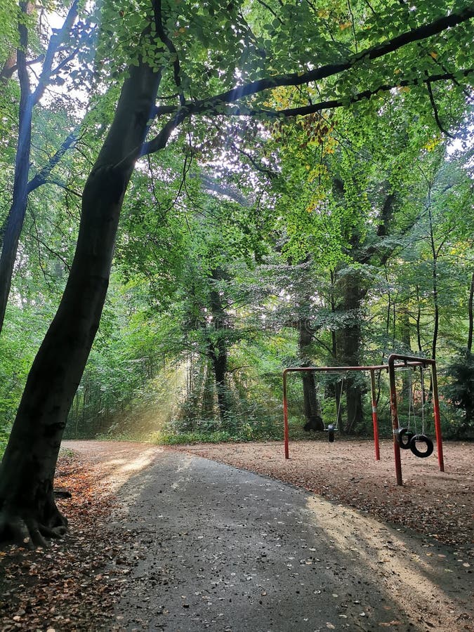 Sun rays through trees stock image. Image of sunlit, daytime - 78632251