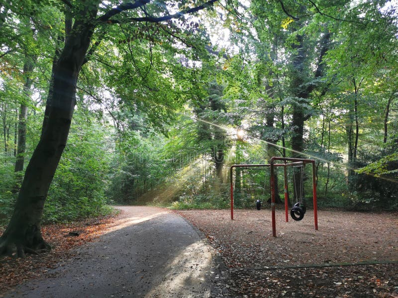 A Path through the Forest with Sun Rays through the Trees Stock Image ...