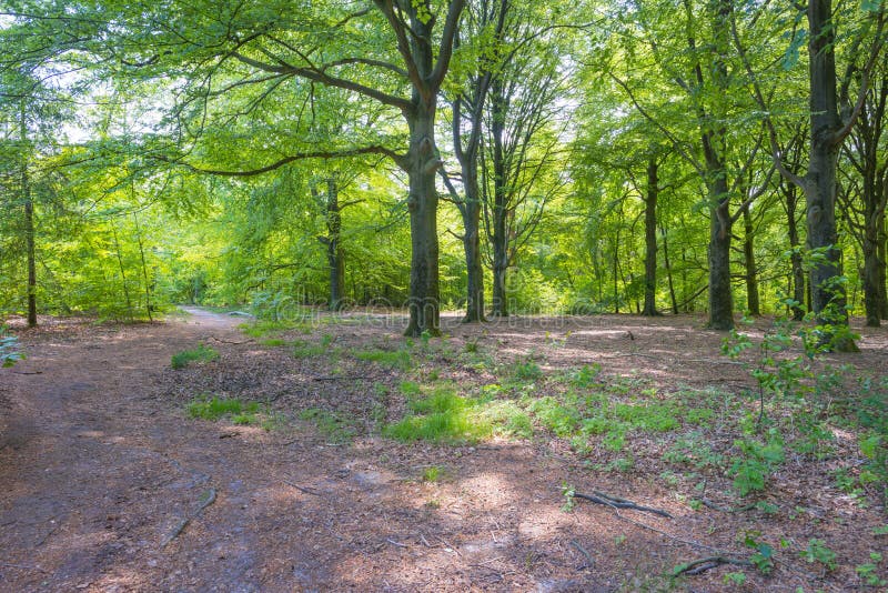 Path in a Forest in Sunlight in Spring Stock Photo - Image of pine ...
