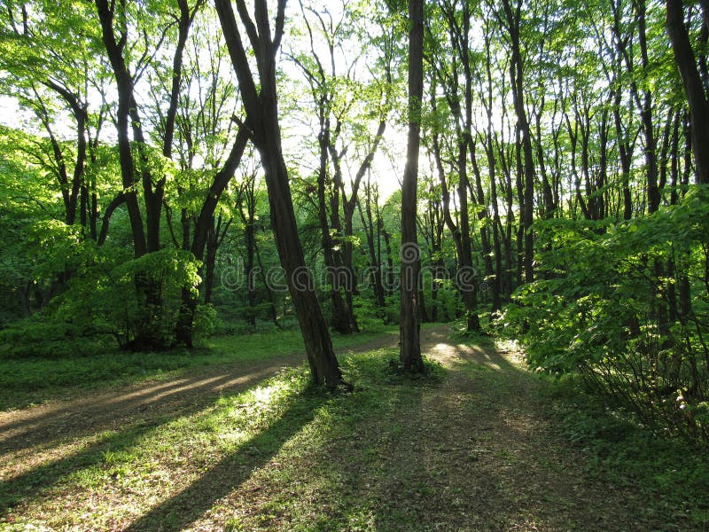 A Path through the Forest with Sunlight between Trees Stock Image ...