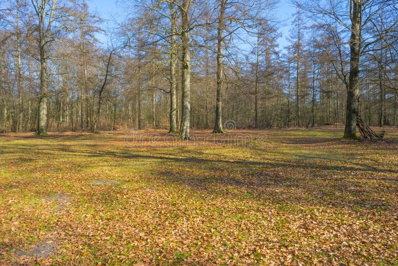 Path in a Forest in Sunlight Stock Image - Image of perspective, rural ...