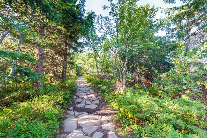 Path in the Forest on Sunny Day, Hiking Trail in Mountains Stock Image ...