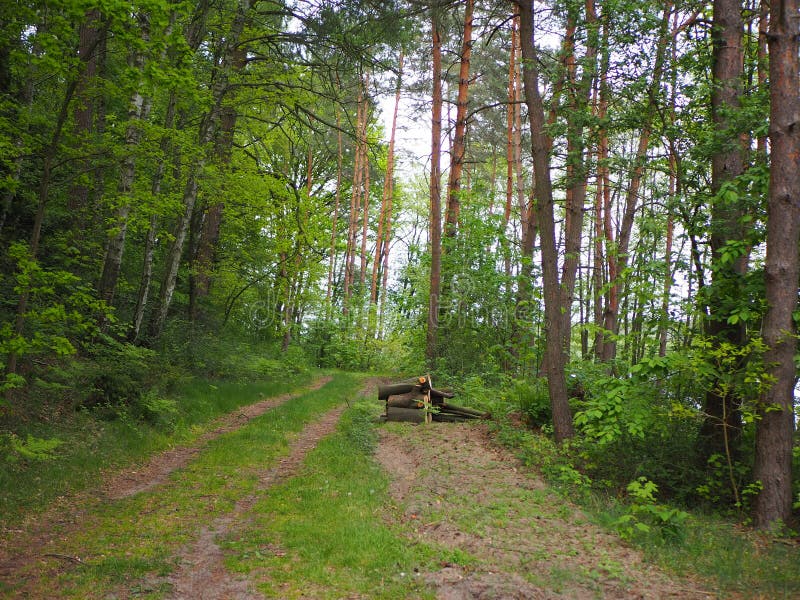 Path in forest, sunny day stock photo. Image of sunny - 147945514