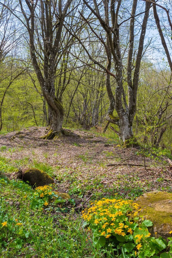 Path through Forest on a Sunny Day in Spring Stock Image - Image of ...