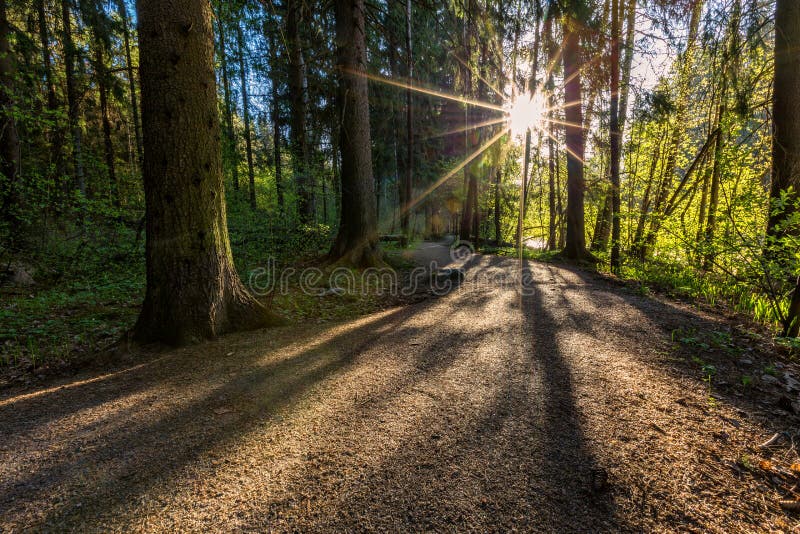 Path in the Forest, Sunny Morning Stock Photo - Image of woodland ...