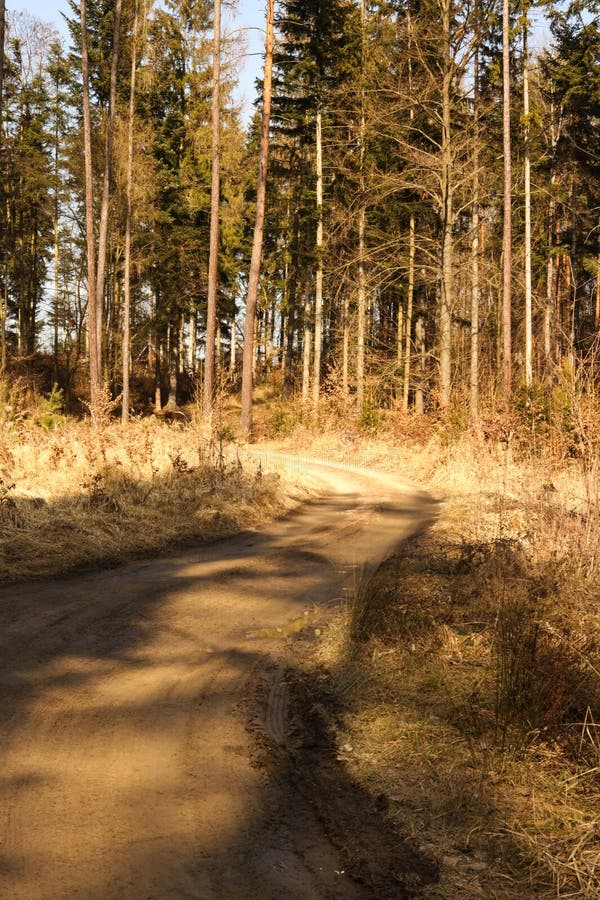 Path in the Forest on a Sunny Spring Day. Stock Image - Image of sunny ...