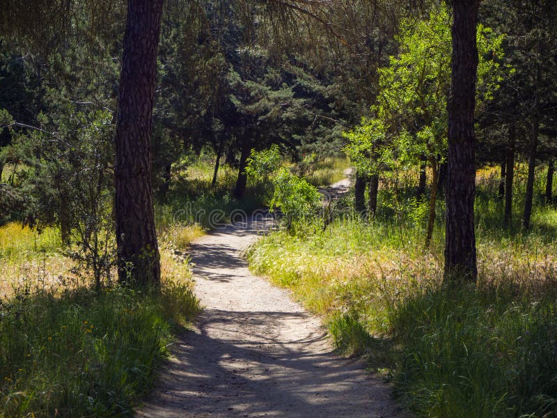 A Path in the Forest on a Sunny Spring Stock Photo - Image of landscape ...