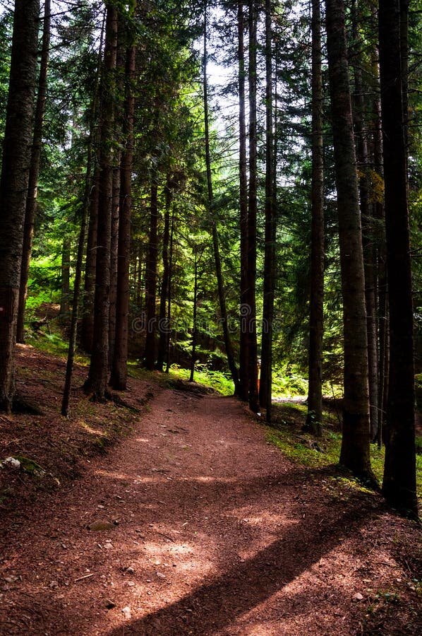 Path through the forest stock image. Image of pine, summer - 113337301