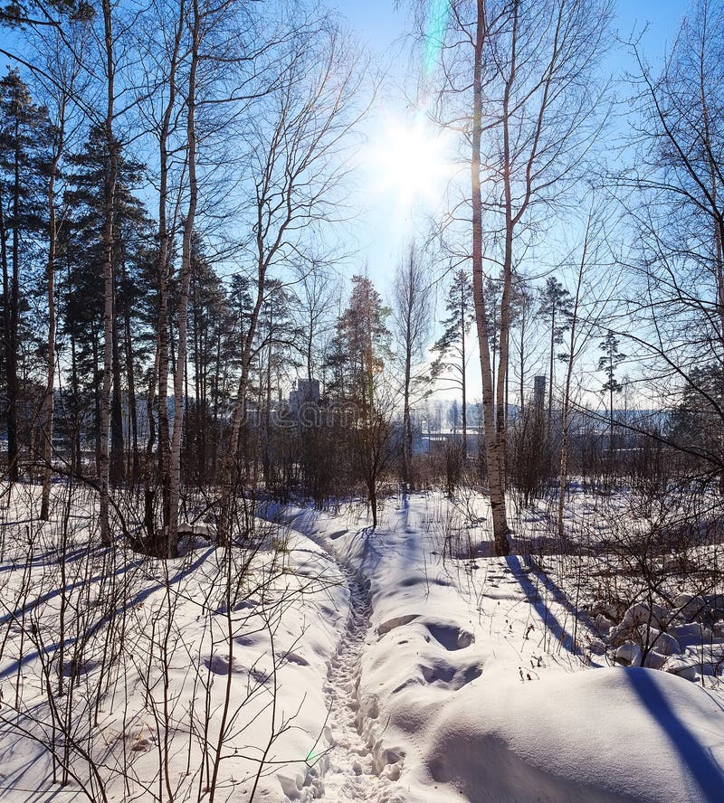 Path in the Forest Sunny Winter Sun Stock Image - Image of seasonal ...