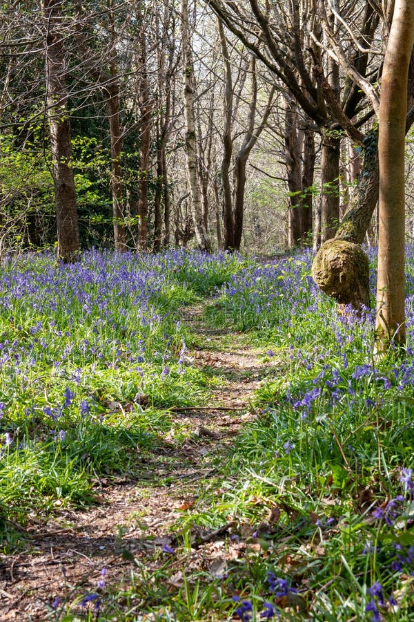 A Path in a Forest Surrounded by Bluebell Flowers in Spring Stock Image ...