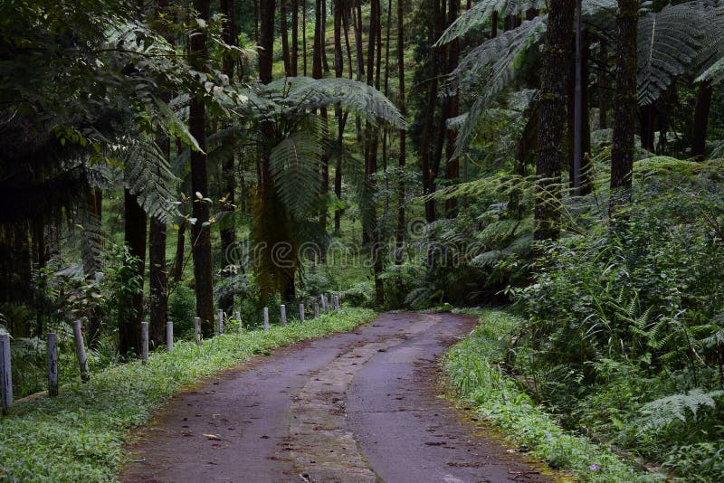 Path in the Forest. Tahura, Karanganyar, Central Java, Indonesia Stock ...