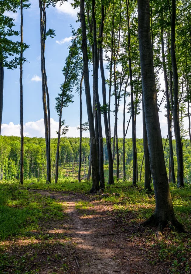 Path through Forest with Tall Trees Stock Photo - Image of picturesque ...